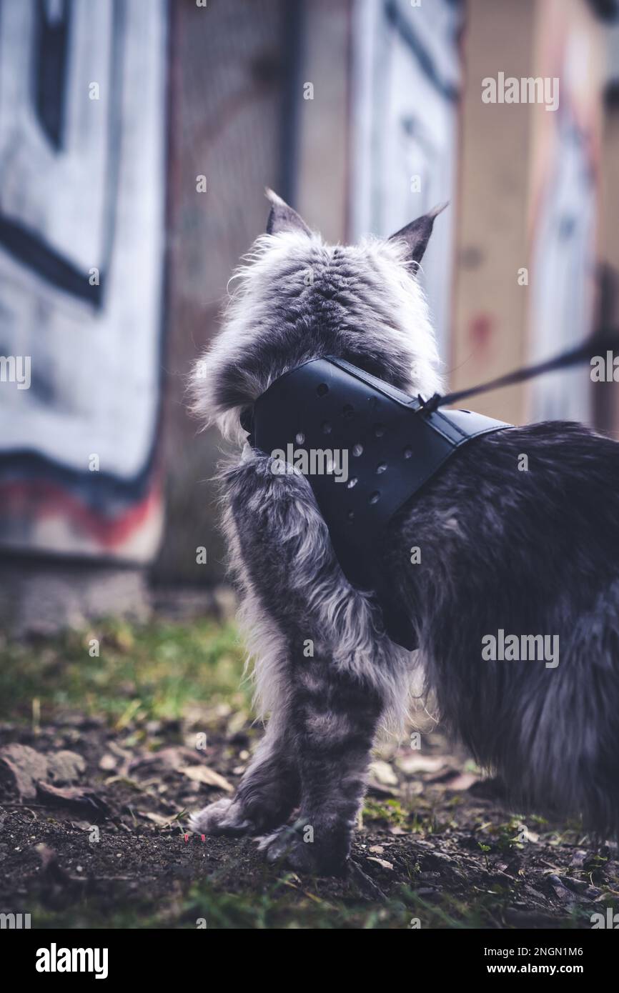 Maine Coon Cat Portraits Stock Photo - Alamy