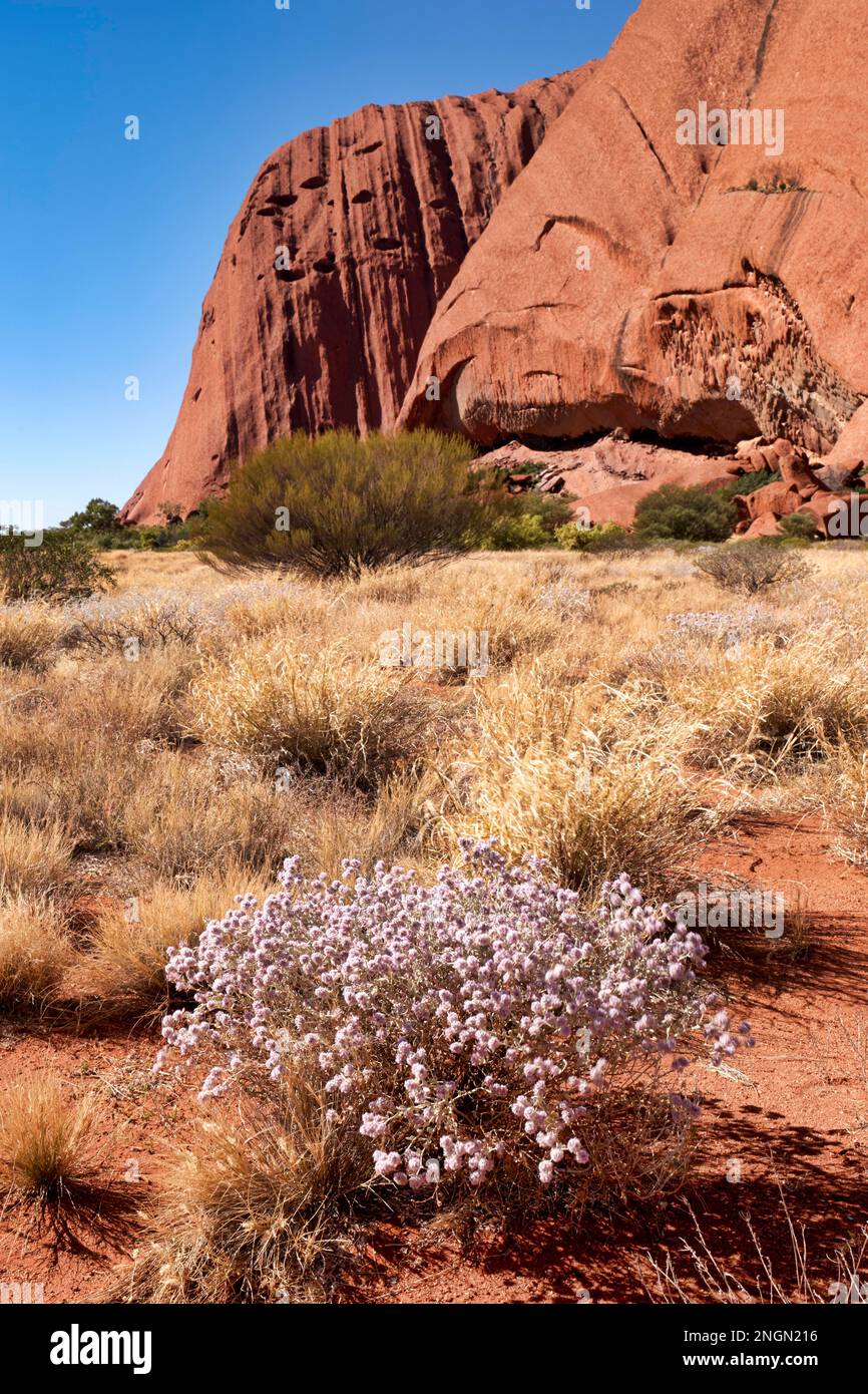 Uluru with grassland hi-res stock photography and images - Alamy