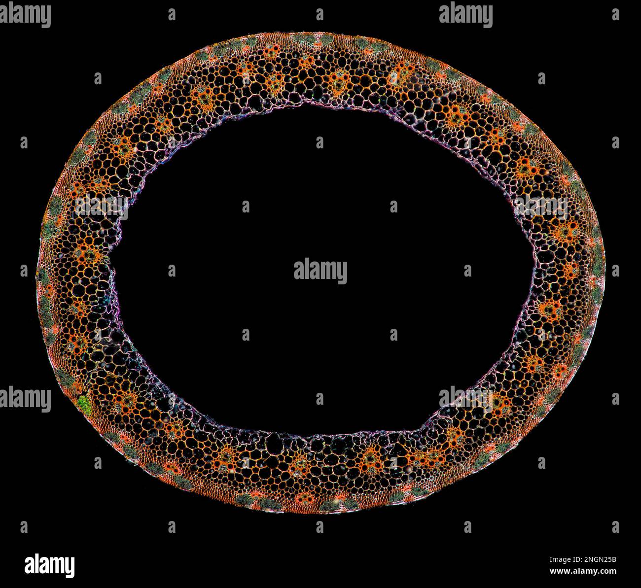 Bread wheat, Triticum aestivum stem TS Stock Photo - Alamy