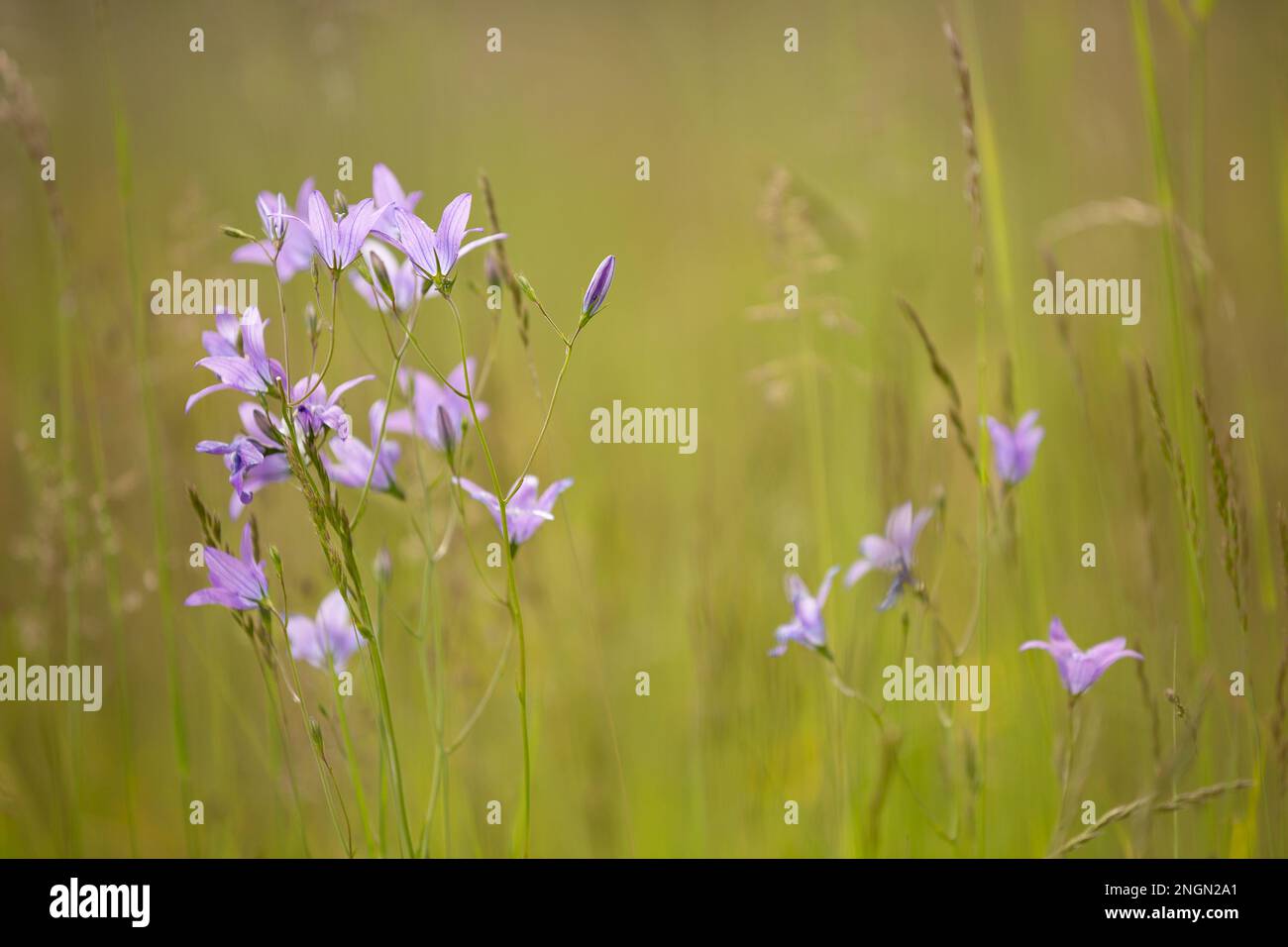Campanula patula (Takion Blue) flower in the field photographed up ...