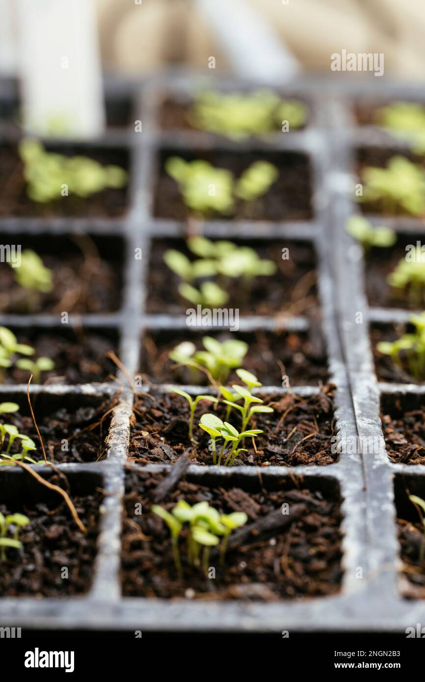Petunia seedlings two weeks after sowing Stock Photo - Alamy
