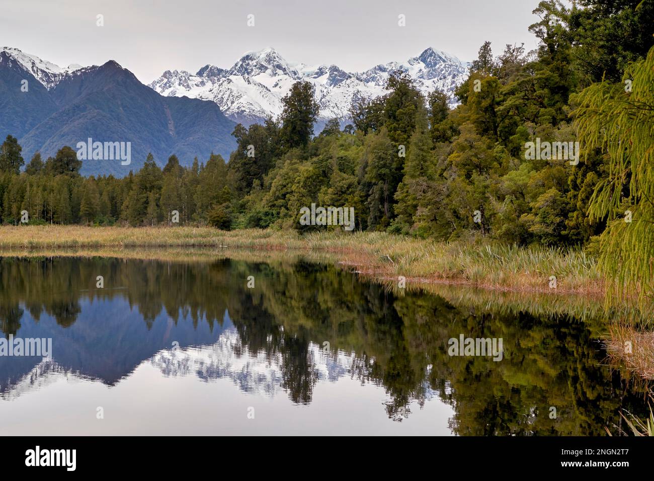 The rainforest at Lake Matheson. New Zealand South Island. Southern ...