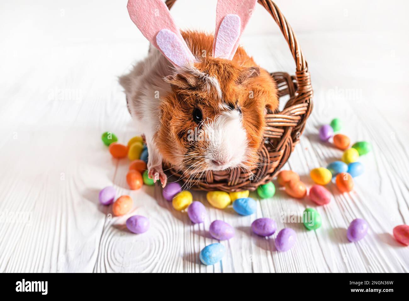 Guinea pig with Easter bunny ears sitting in an Easter basket on a ...