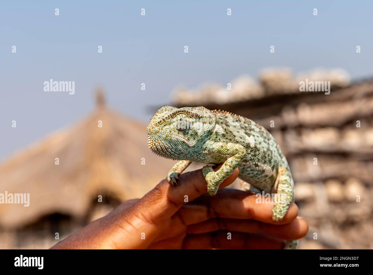 Diverse namibia hi-res stock photography and images - Alamy