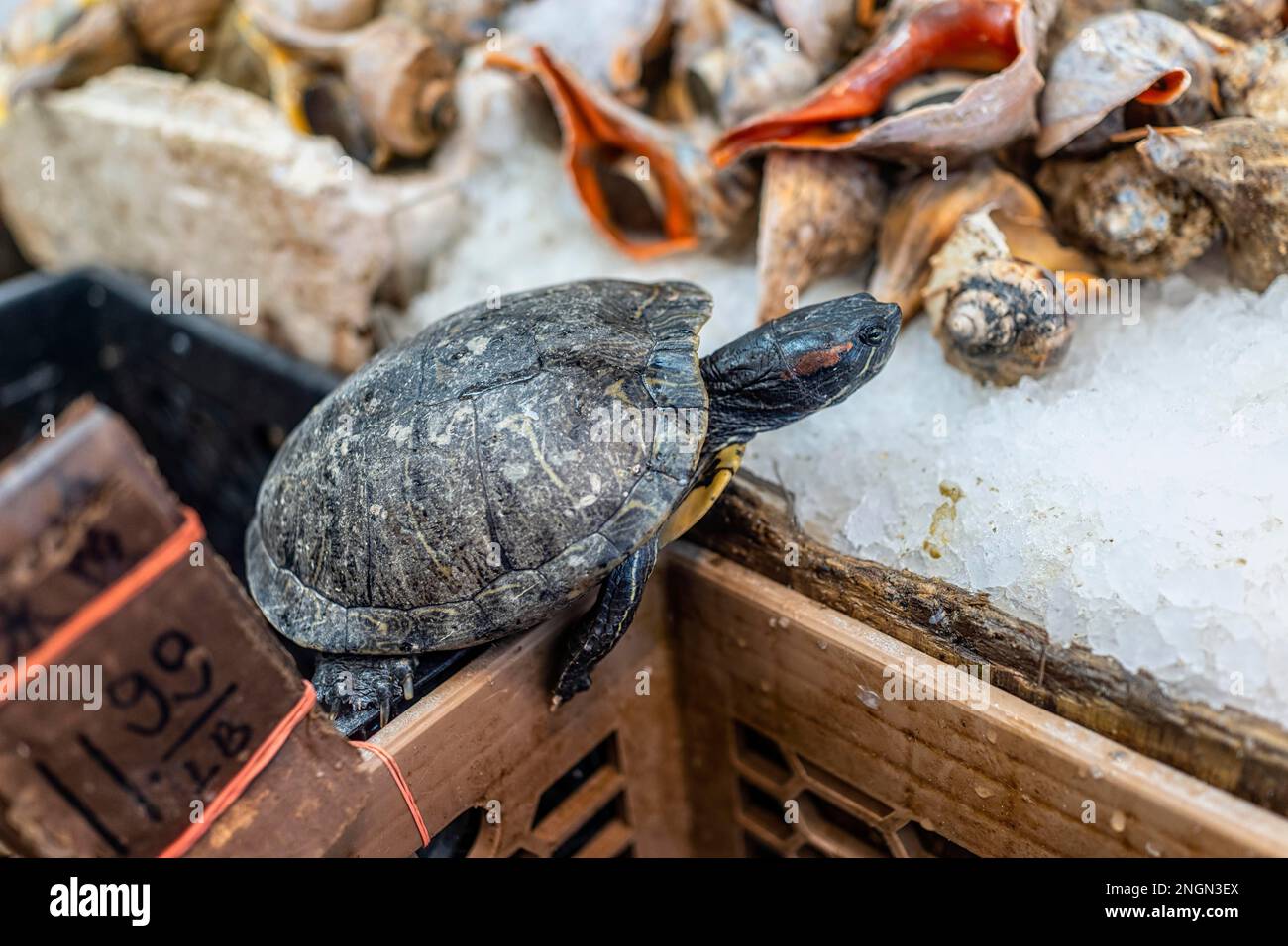 New York. Manhattan. Chinatown. Turtle for sale Stock Photo - Alamy