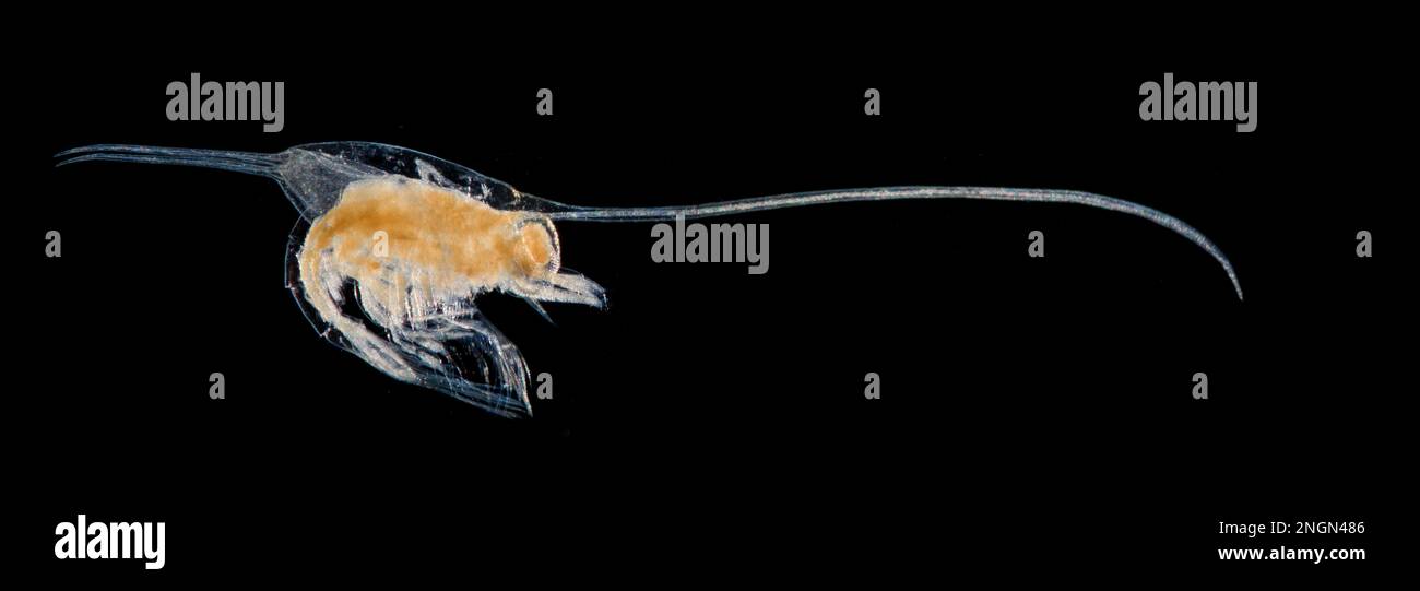 Porcelain crab, Porcellana platycheles, zoaea stage Stock Photo - Alamy