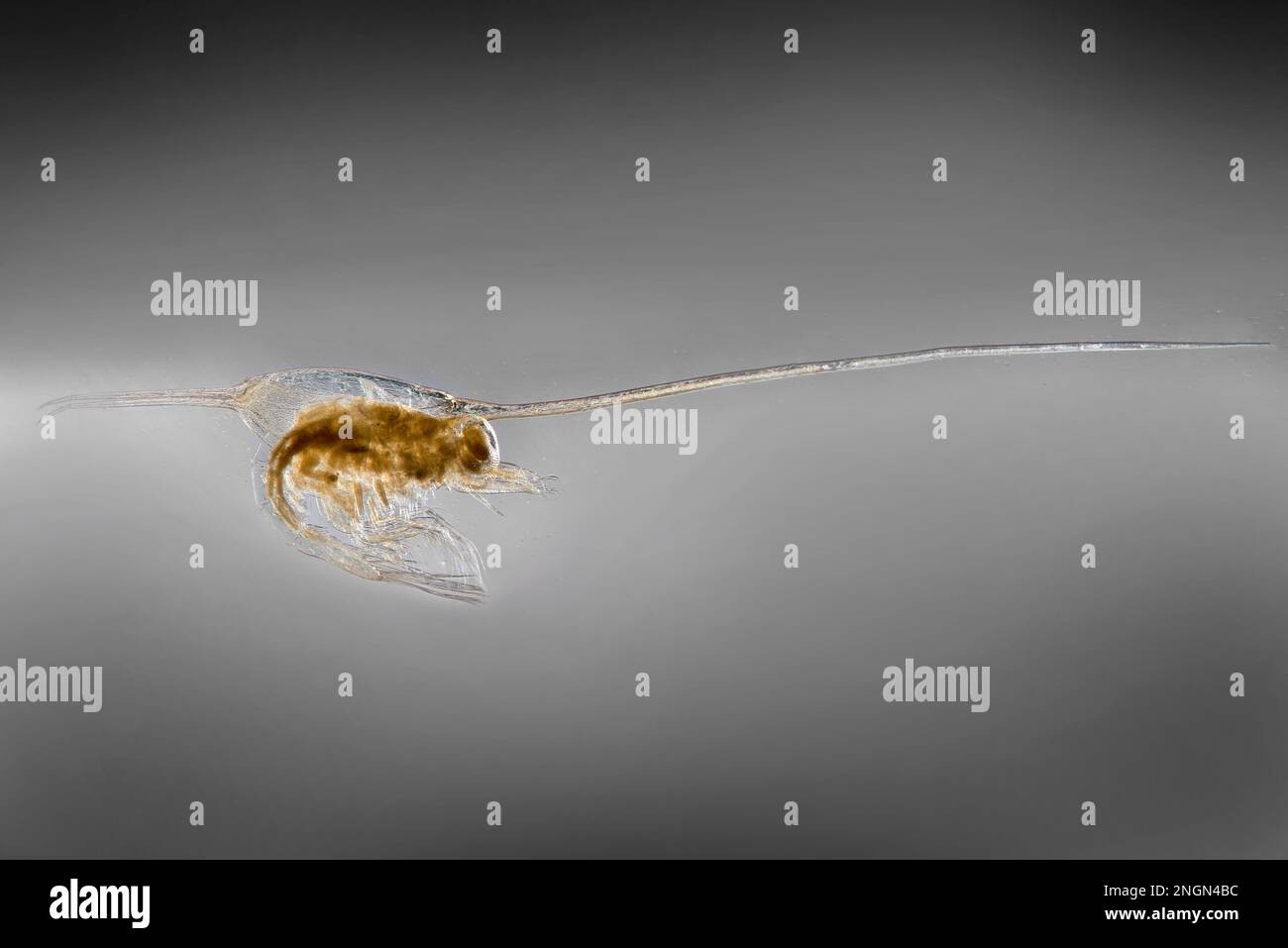 Larval crab hi-res stock photography and images - Alamy