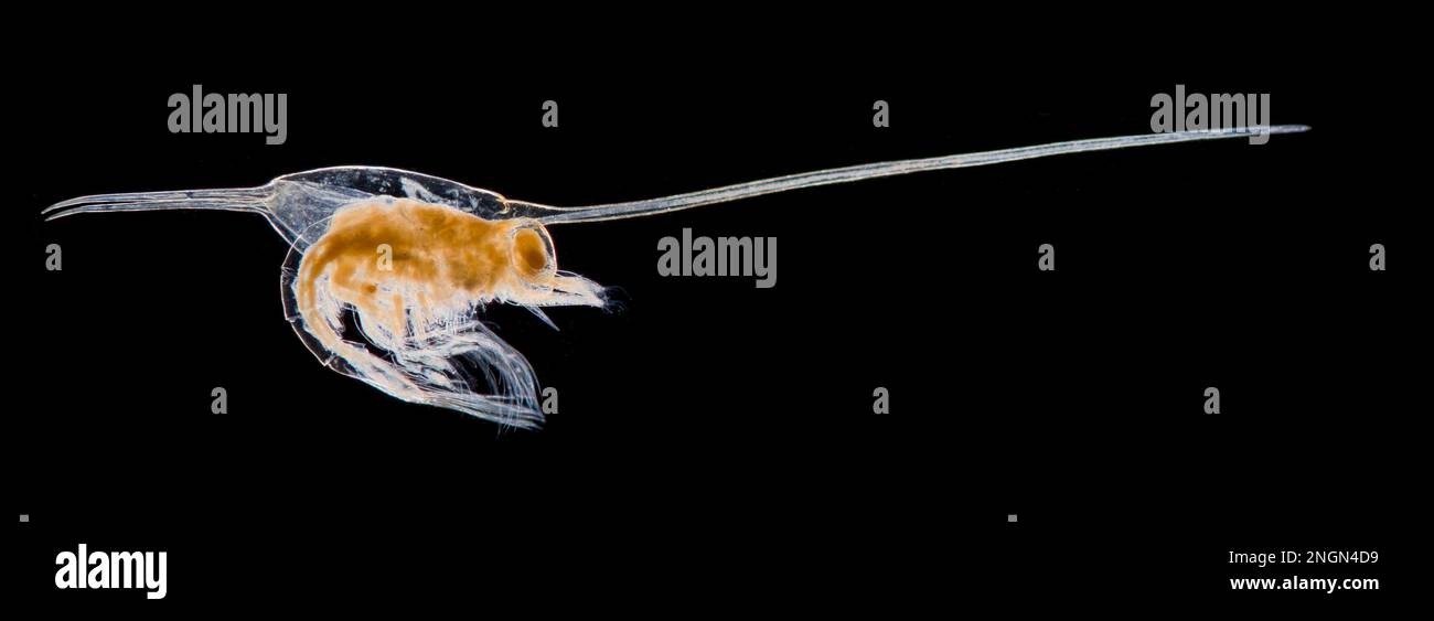 Porcelain crab, Porcellana platycheles, zoaea stage Stock Photo - Alamy