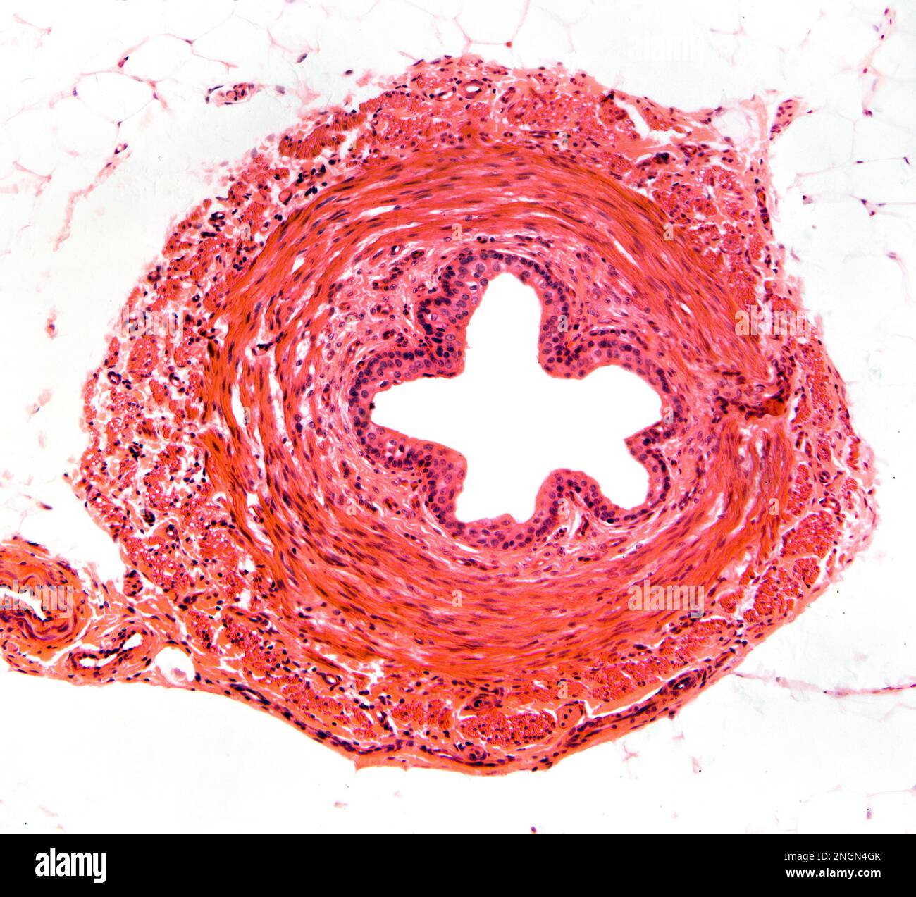 Human URETER section Stock Photo - Alamy