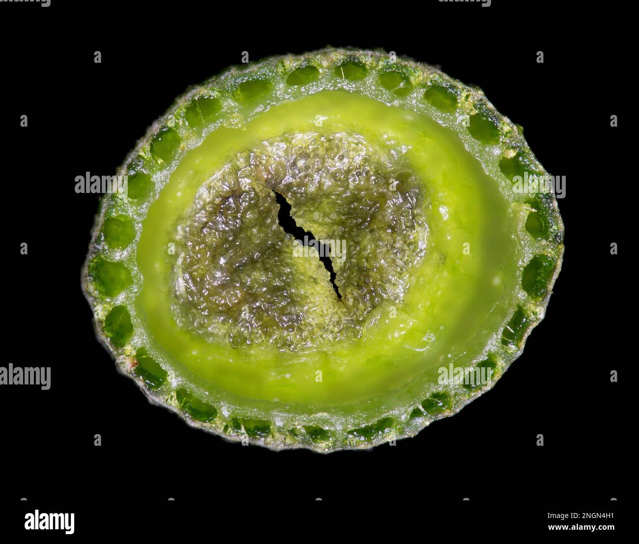 Equisetum hyemale, commonly known as rough horsetail, scouring rush ...