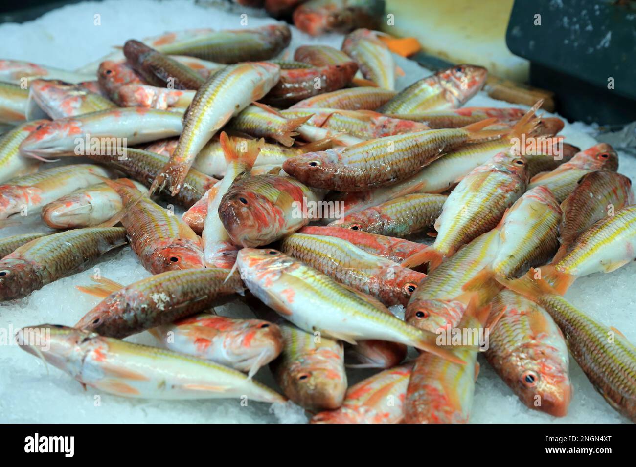 Display of mullet in the fish market at Halle Aux Poissons, Place de la ...