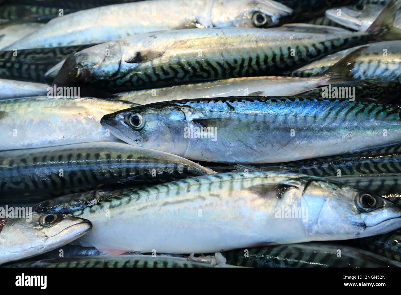 Display of mackerel in the fish market at Halle Aux Poissons, Place de ...