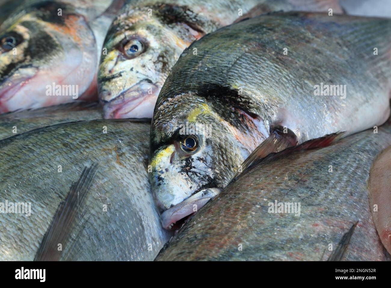 Display of sea bream in the fish market at Halle Aux Poissons, Place de ...