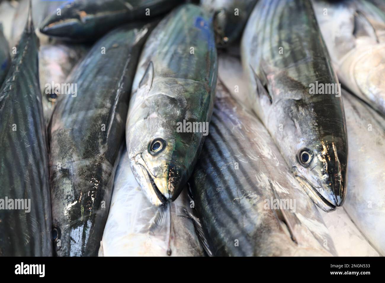 Display of skipjack tuna fish in the fish market at Halle Aux Poissons ...