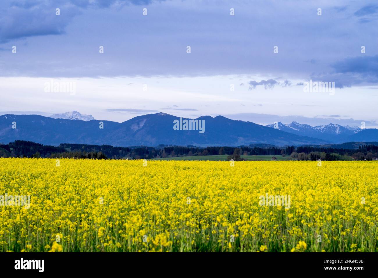Rapsfeld vor Alpenkulisse Stock Photo - Alamy