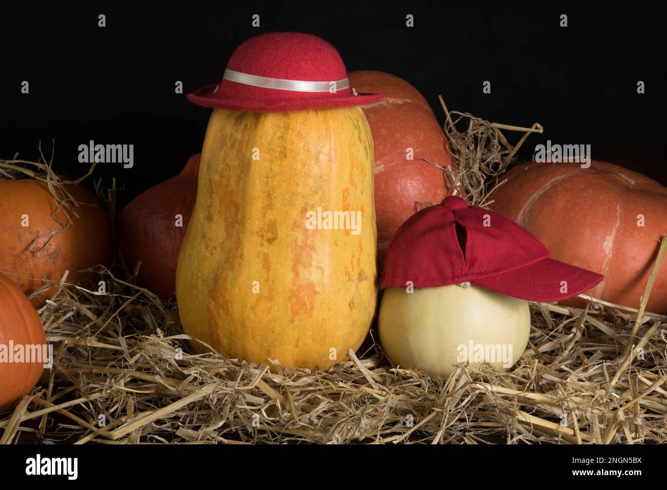 Colorful pumpkins with a cap lying on straw, black background. In ...