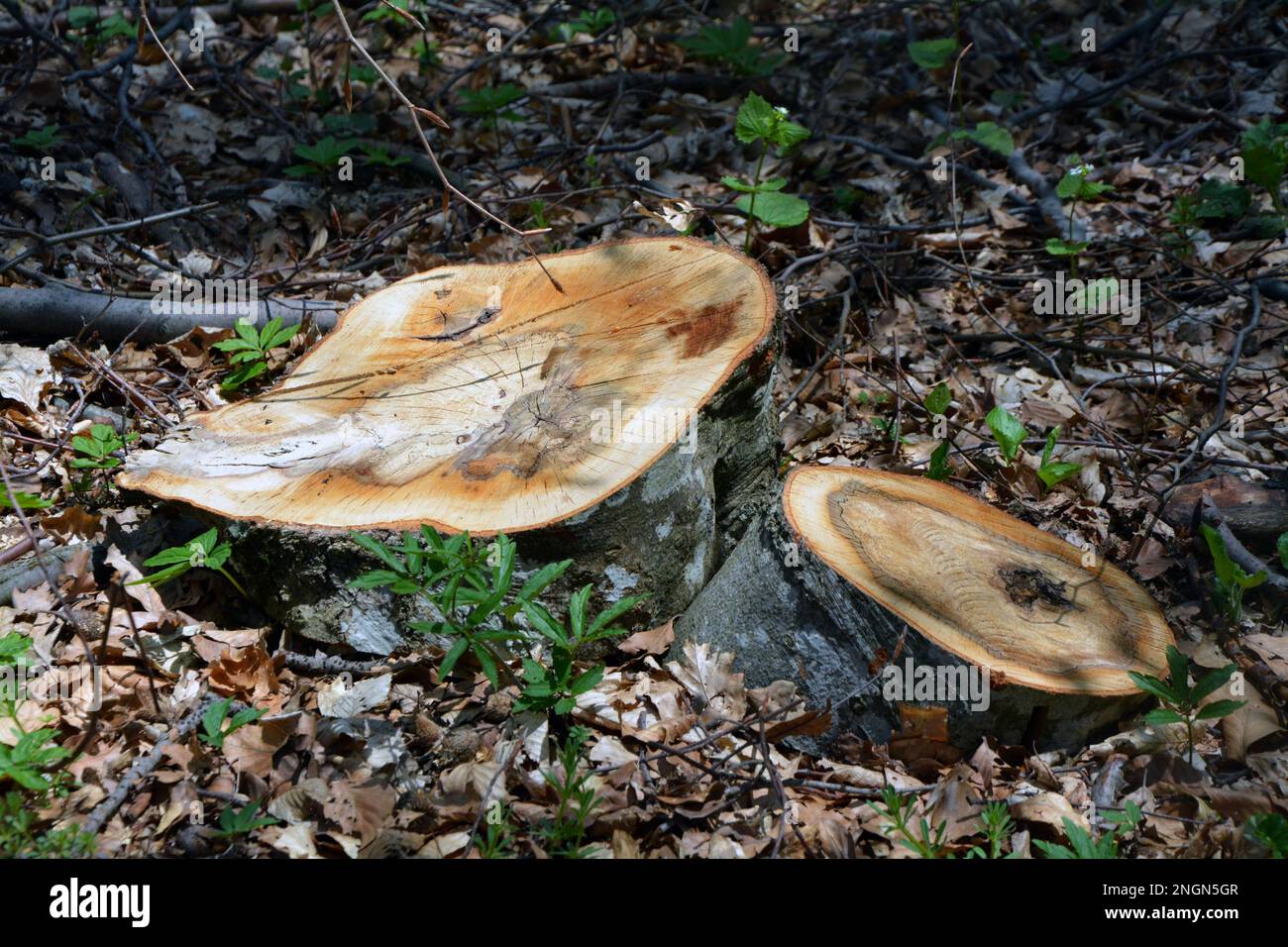 Image of tree stumps hi-res stock photography and images - Alamy