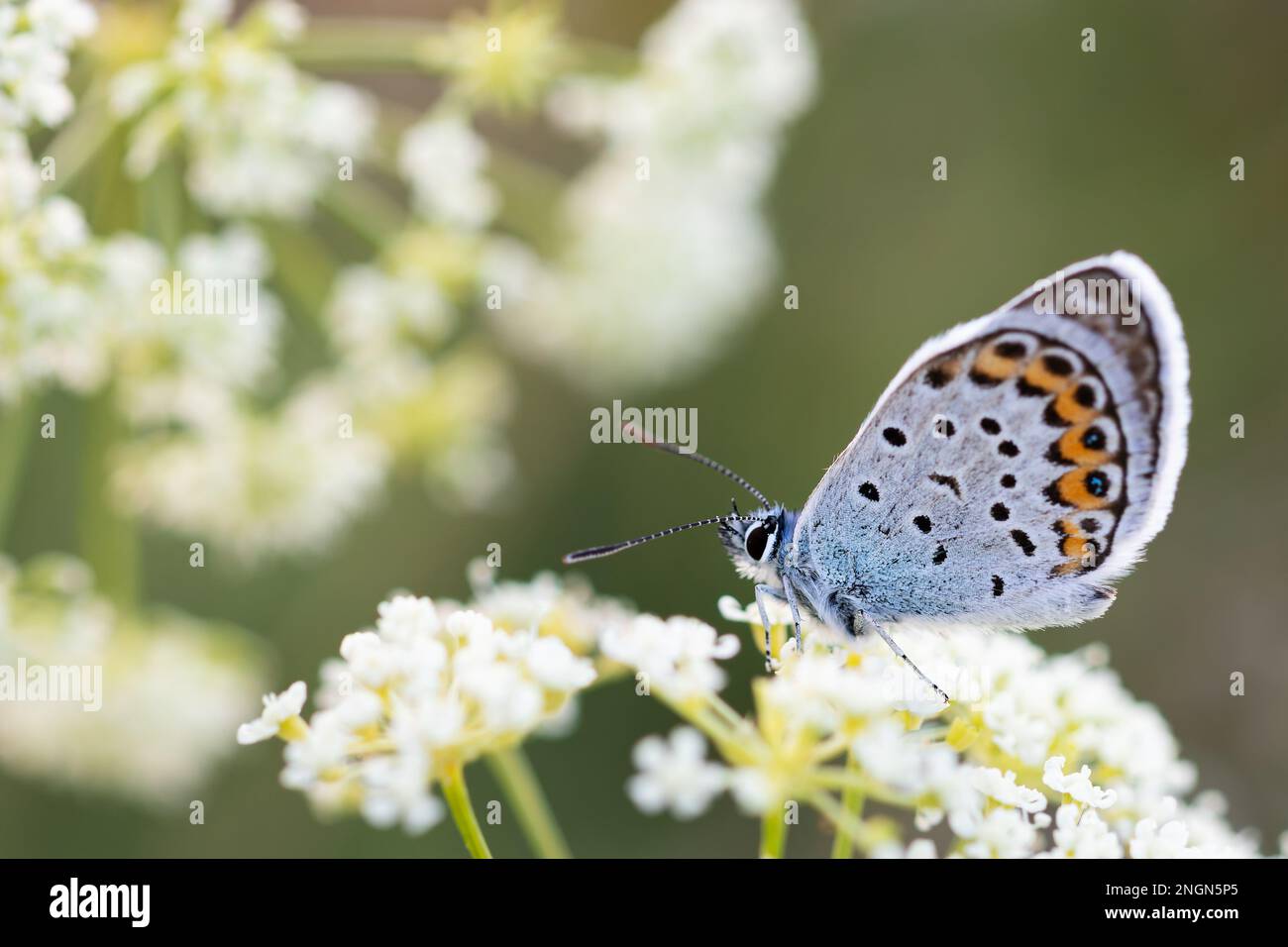 Common garden insects hi-res stock photography and images - Alamy