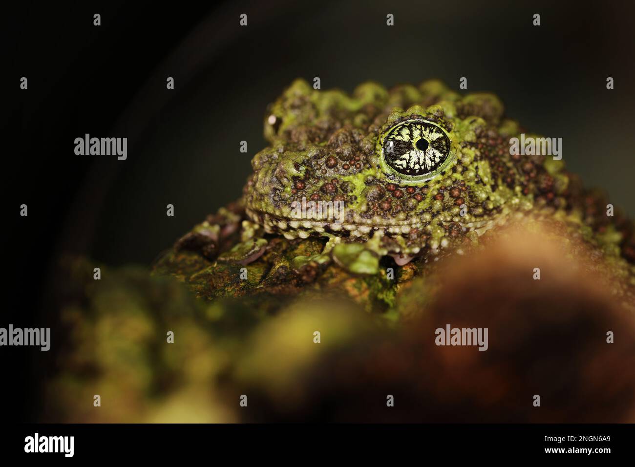 Mossy frog (Theloderma corticale), frog in the nature habitat, Vietnam ...