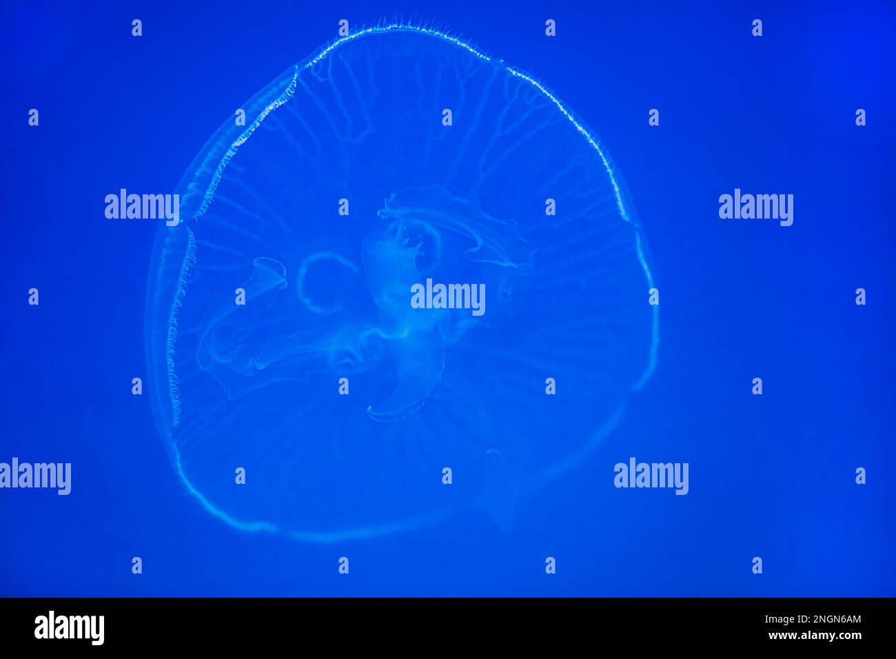 Aurelia labiata, moon jellyfish, in sea water. Jellyfish in nature ...