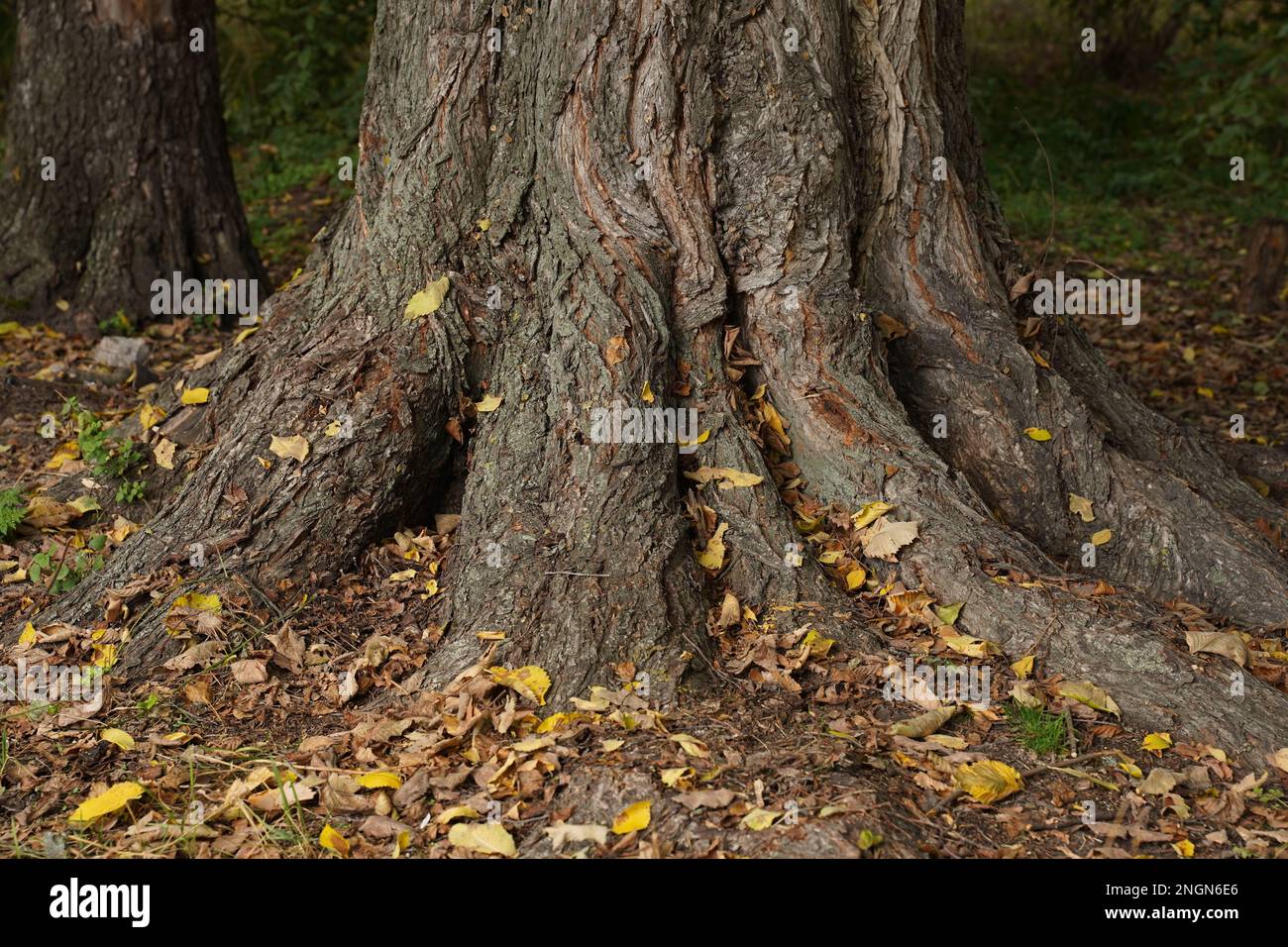Old tree with large trunk and big roots above the ground Stock Photo ...