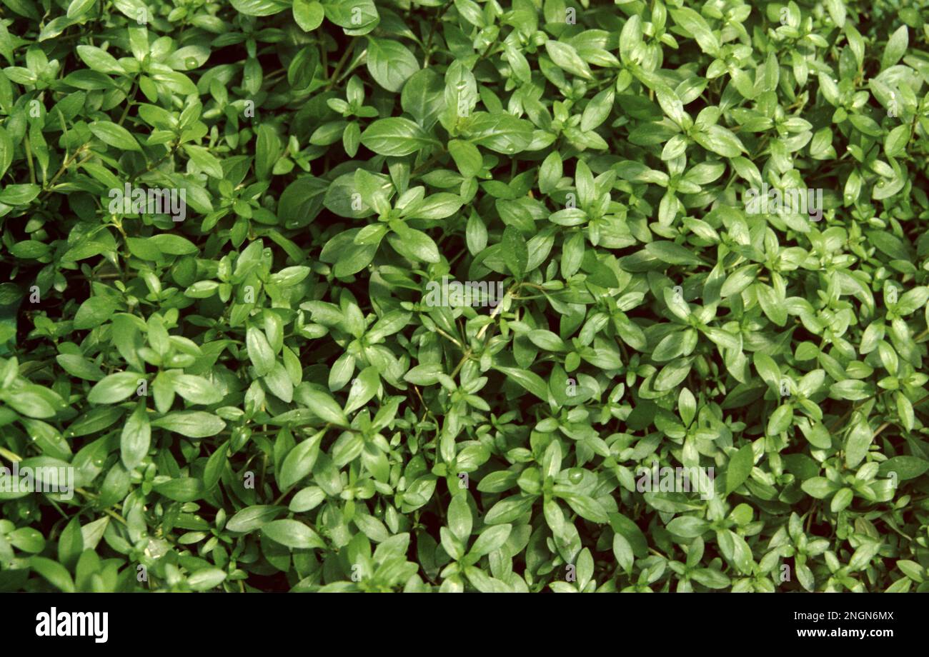 Ludwigia aquarium hi-res stock photography and images - Alamy