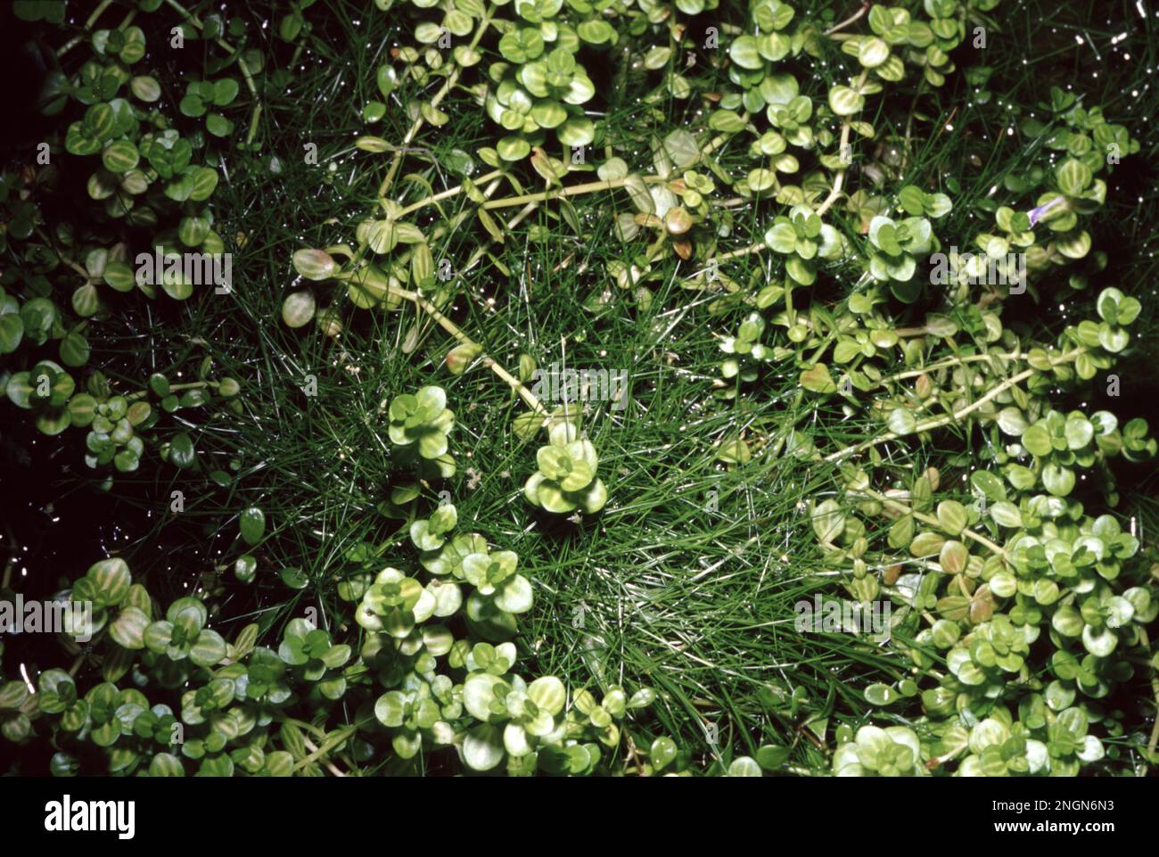 Also known as round leaf lindernia, Lindernia rotundifolia grows on ...