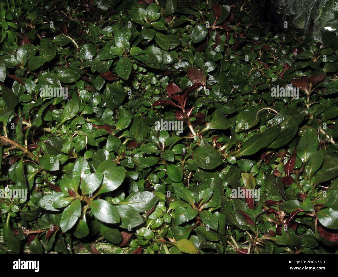 Ludwigia palustris is a species of plant in the evening primrose family ...