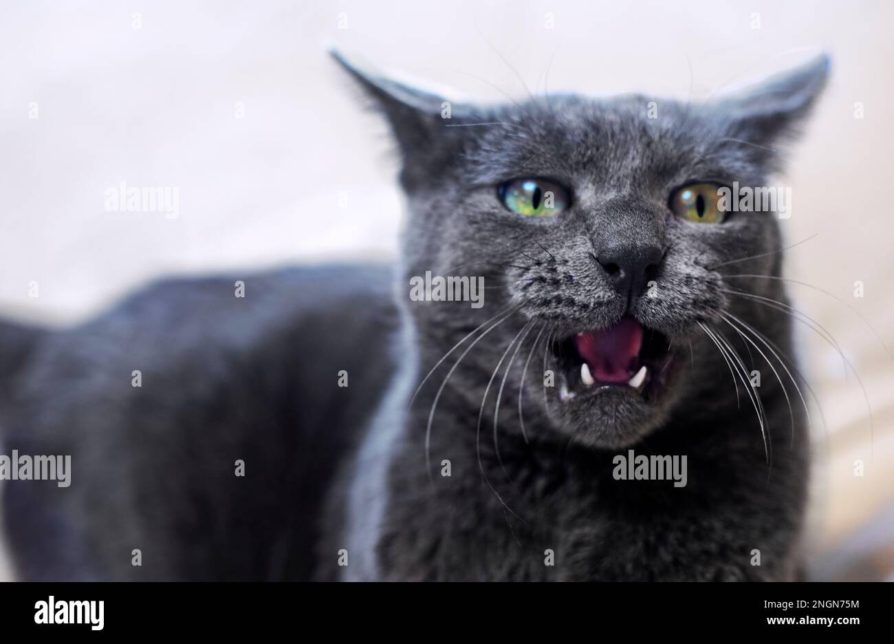 beautiful gray beautiful Burmese cat growls on a light background ...
