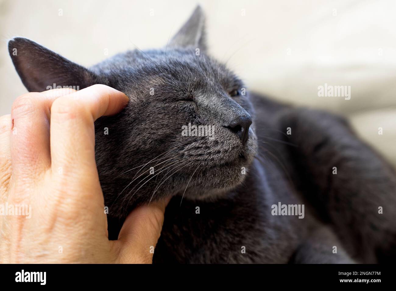 scratching the right ear of a gray disgruntled Burmese cat with a ...