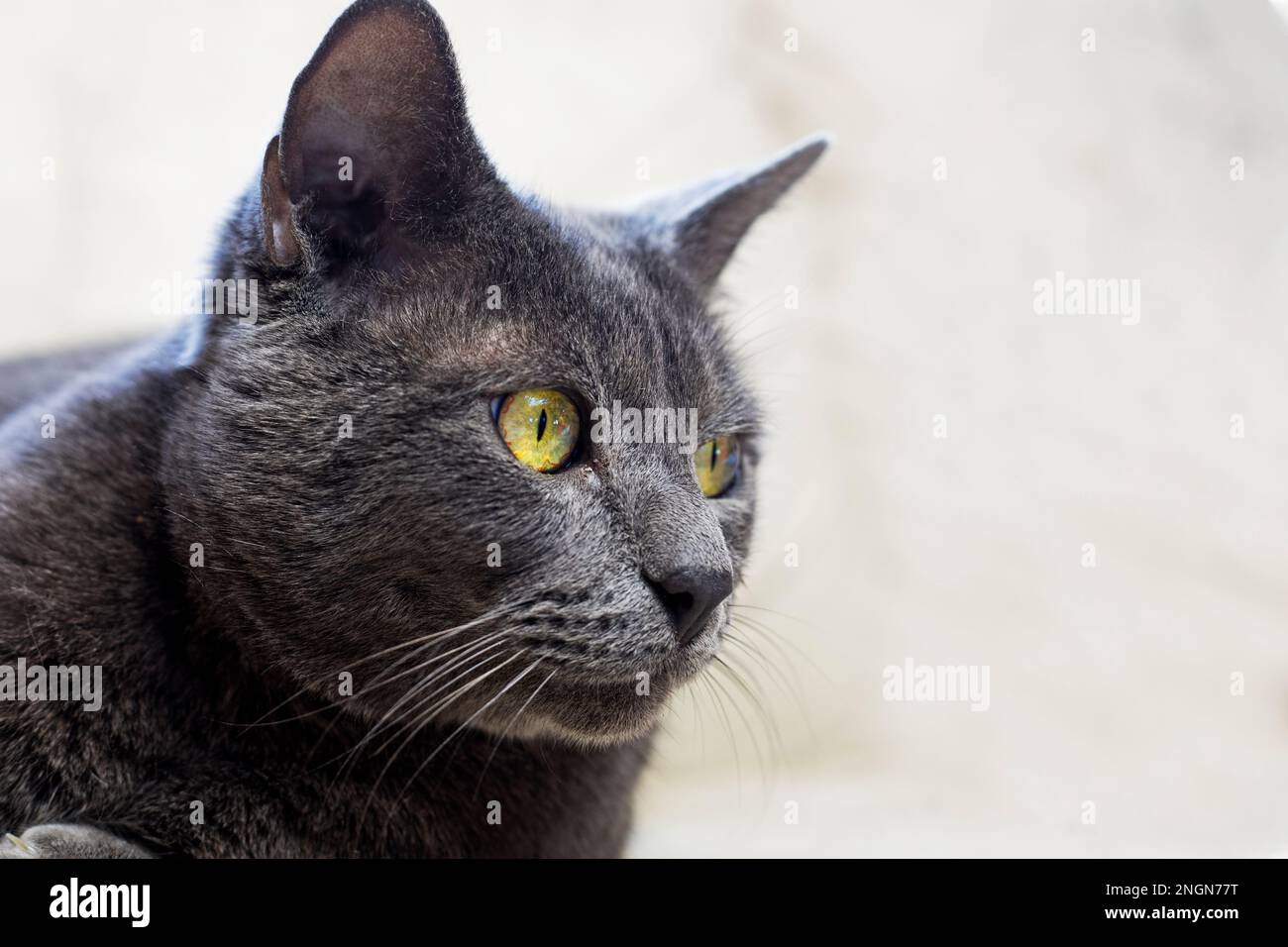 cute muzzle of a gray cat with amber eyes hunting for a mouse on the ...