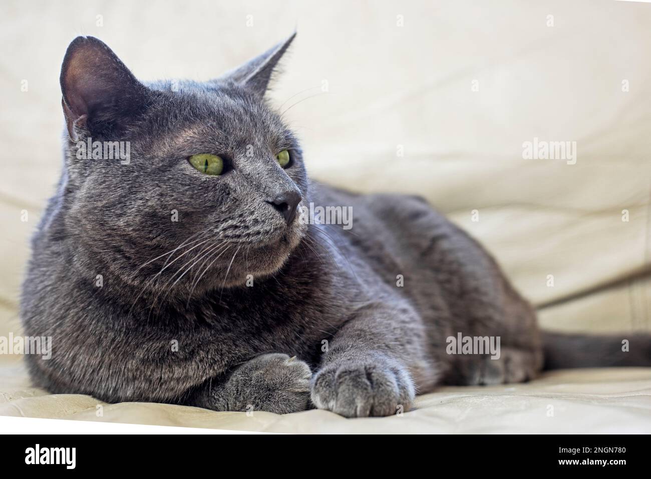 beautiful gray cat breed blue burmese lies on the couch horizontal ...