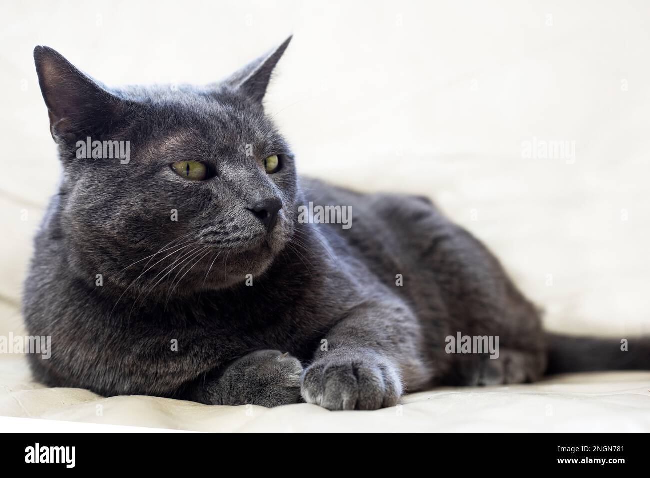 beautiful independent gray cat breed blue burmese lies on the couch ...