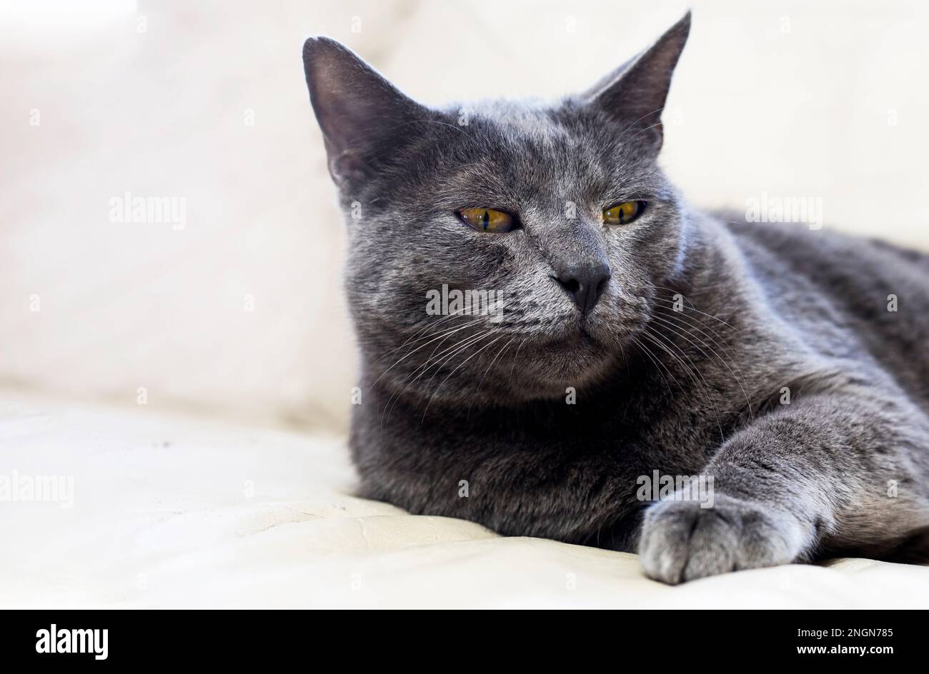 Gray burmese kitten lies hi-res stock photography and images - Alamy