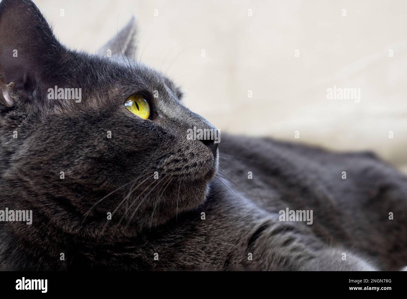close-up muzzle of a gray burmese cat in profile looking forward Stock ...