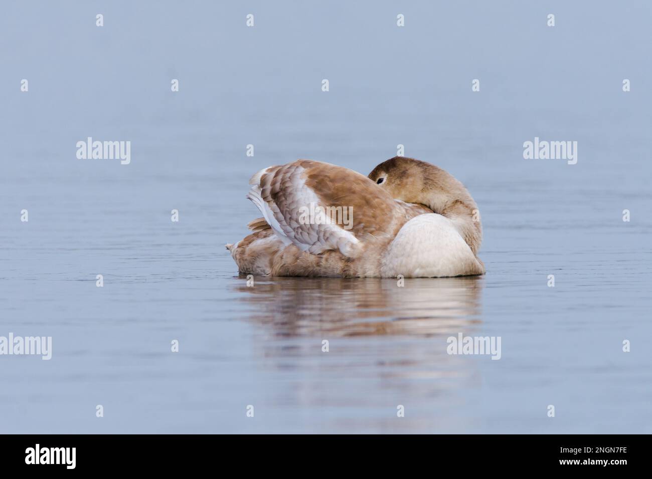 A juvenile Swan curled up on a lake, Staffordshire, UK Stock Photo - Alamy