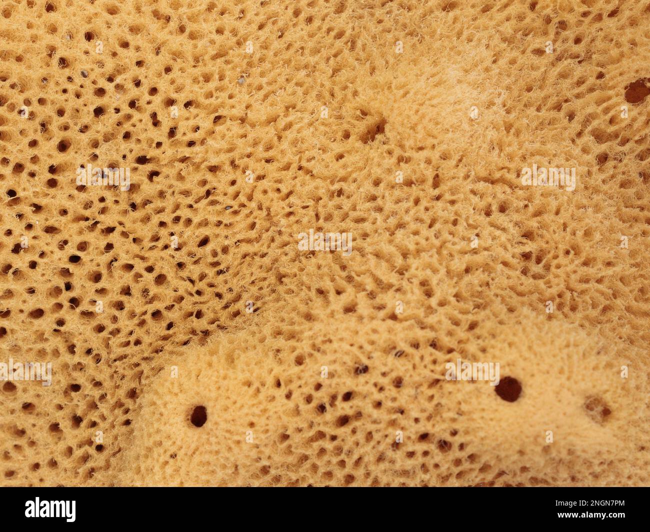 Porous surface hi-res stock photography and images - Alamy