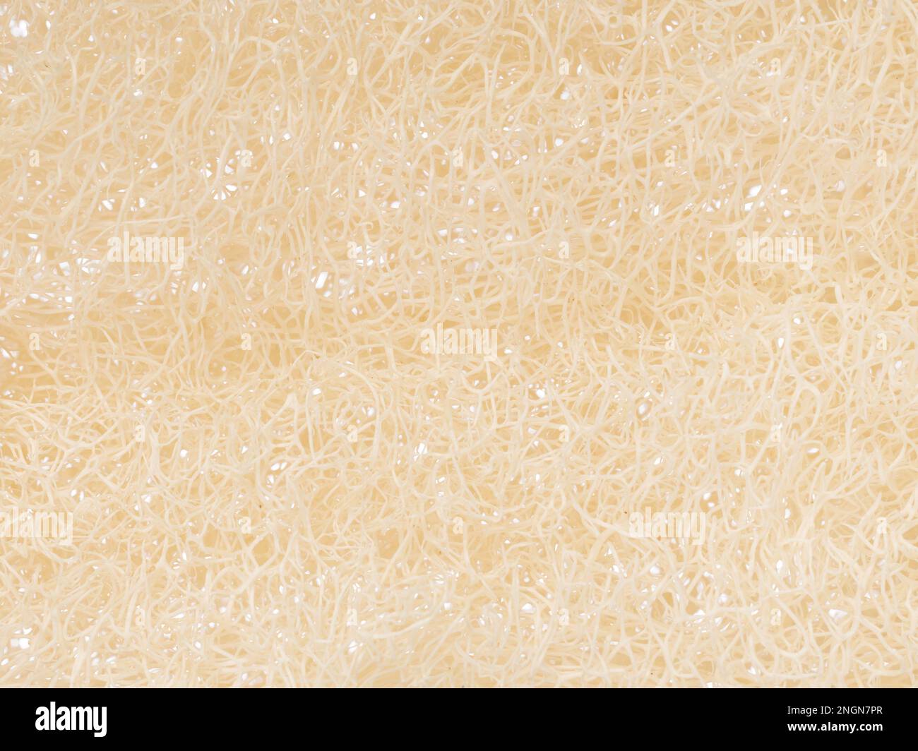 Close-up of a natural sponge. Structure of the surface of a bath sponge ...