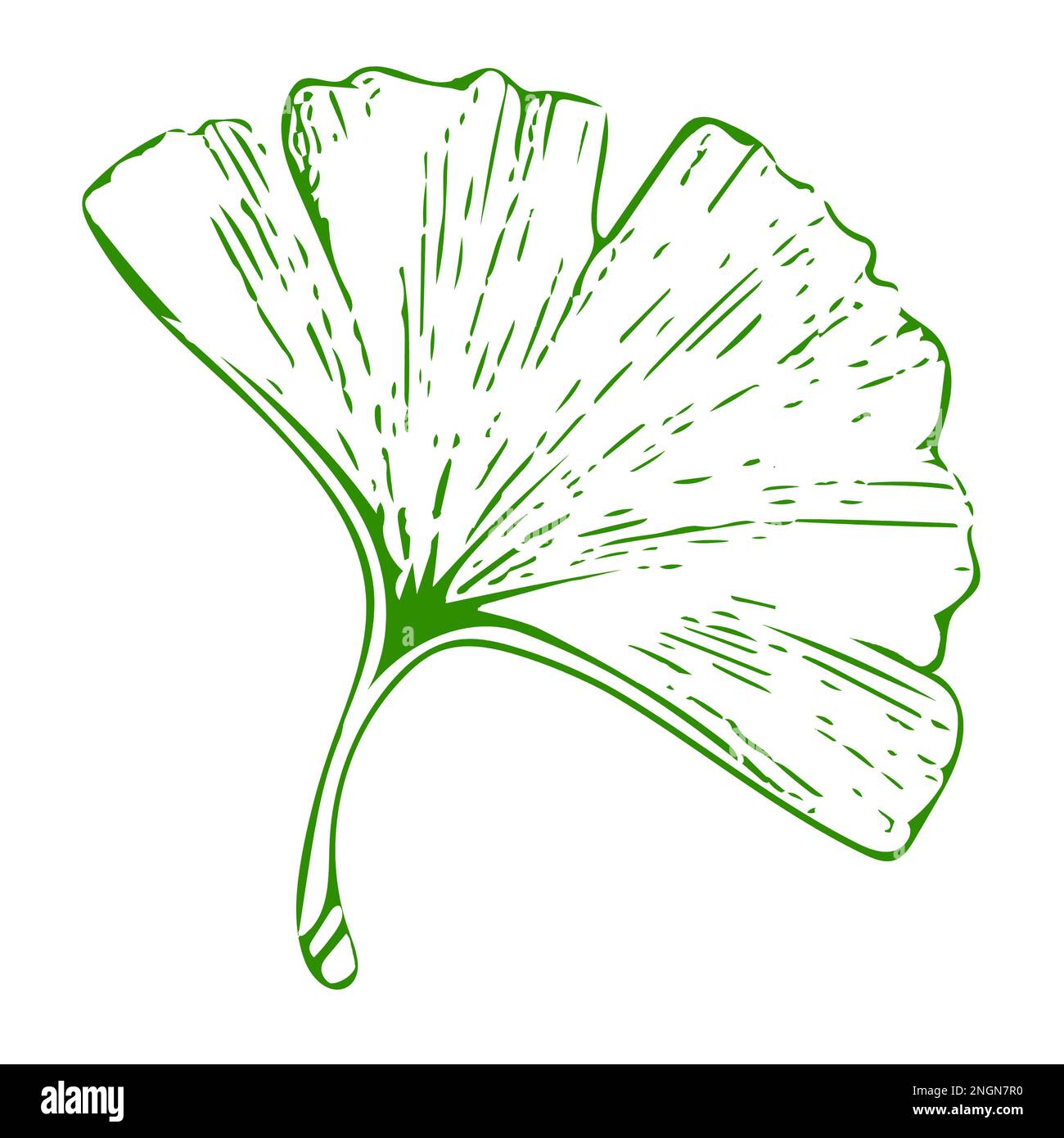 Simple green ginkgo tree silhouette of leaves. Illustration isolated on ...