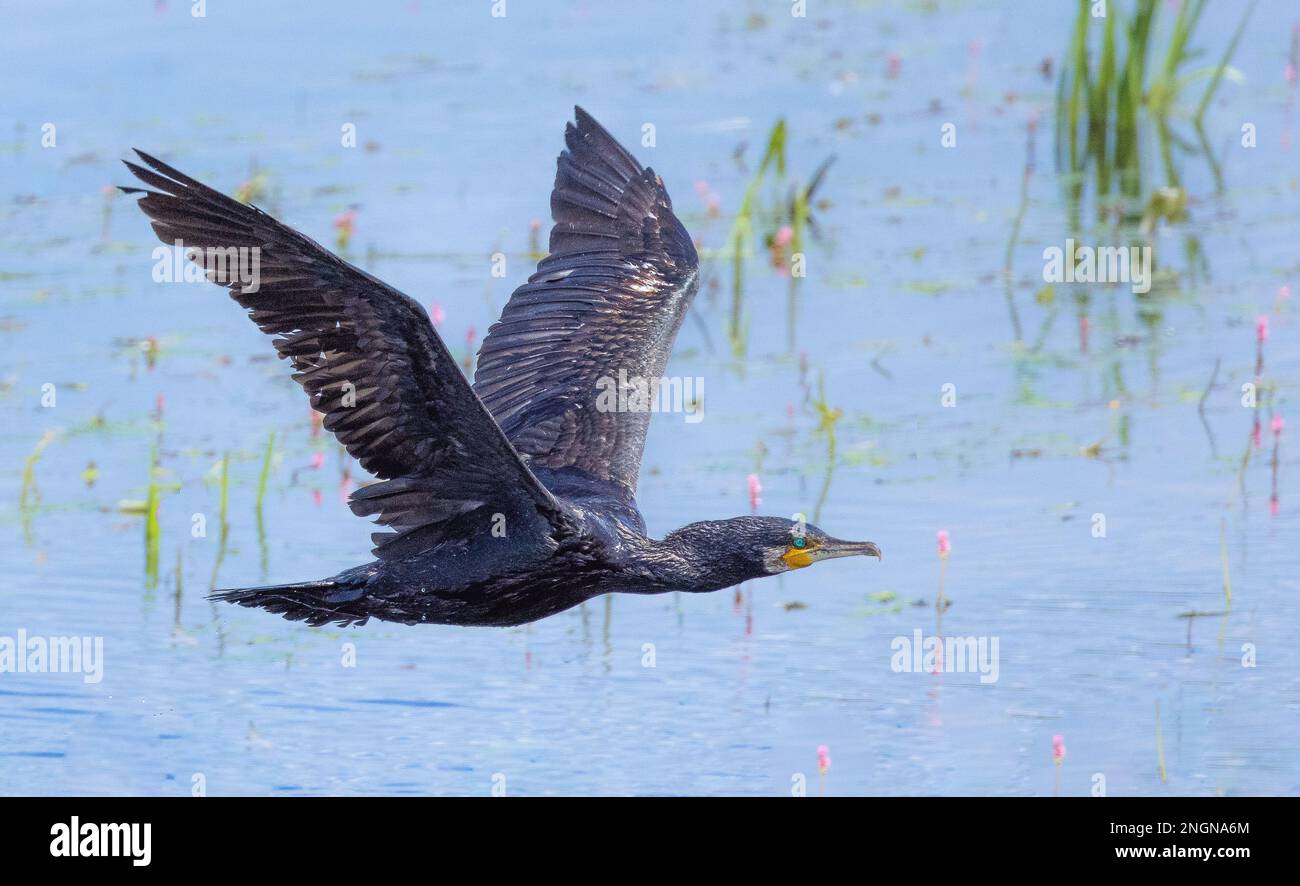 Cormorant flying over a lake in the summer. Taken near Glastonbury on the Somerset Levels on a ...