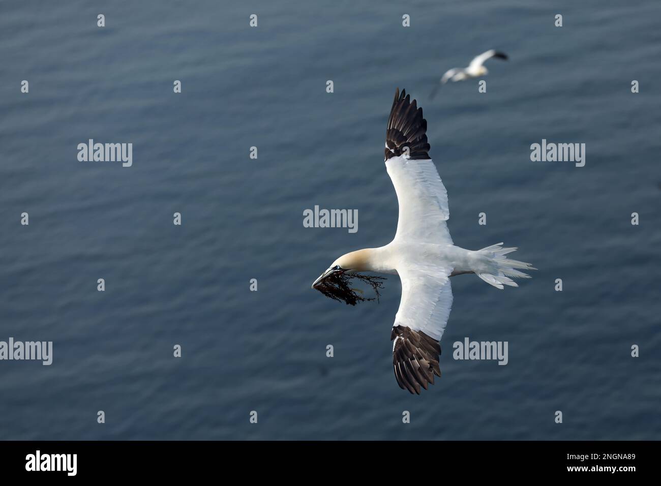 The northern gannet (Morus bassanus) is a seabird, largest of the ...