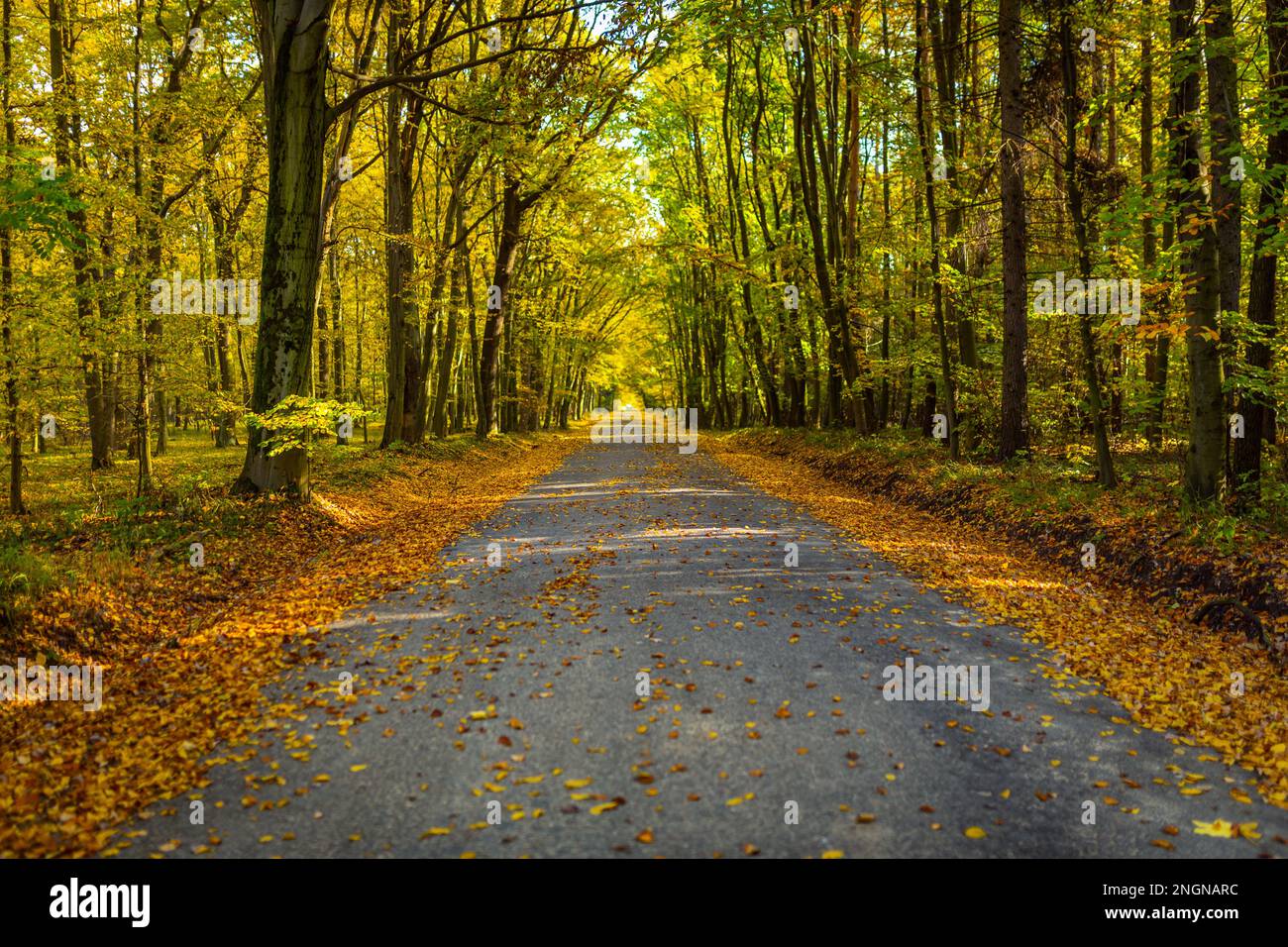 Beautifully lit autumn road with lots of leaves through the forest in ...