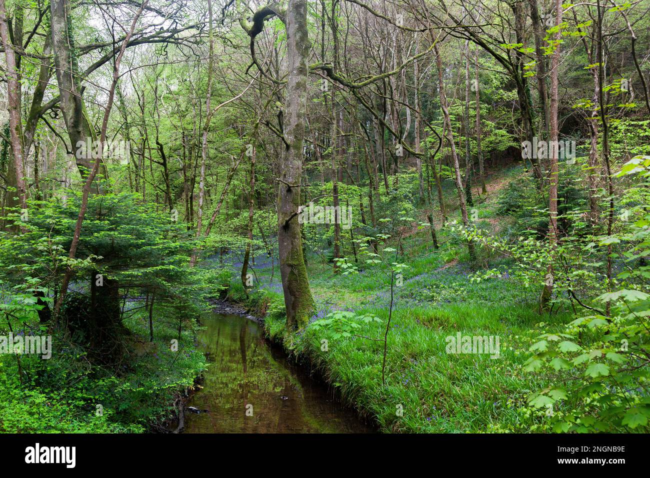 Flora and fauna cornwall hi-res stock photography and images - Alamy