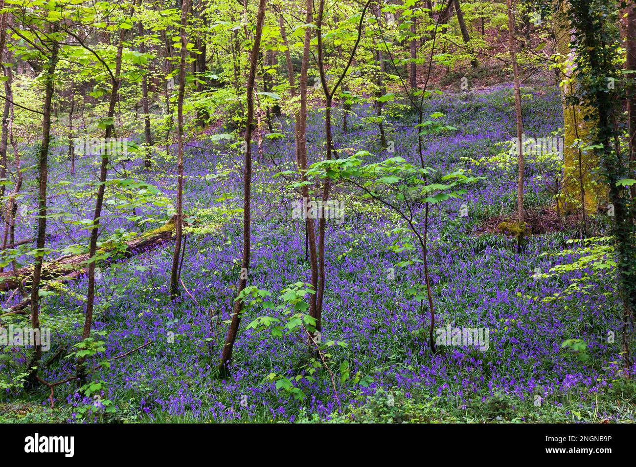 Bluebells in the Beech Wood, Cornwall Stock Photo - Alamy