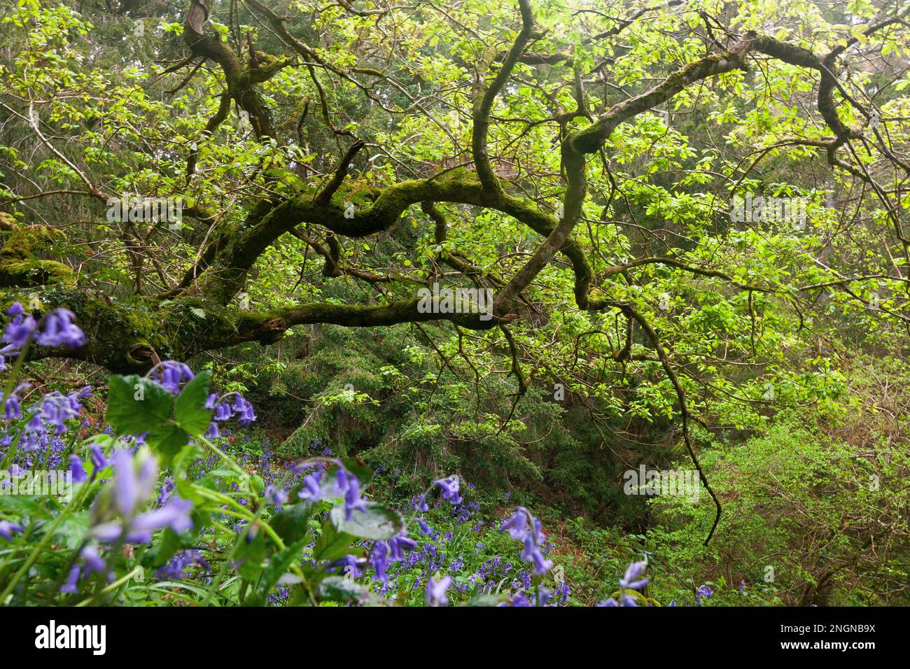 Bluebells cornwall hi-res stock photography and images - Alamy