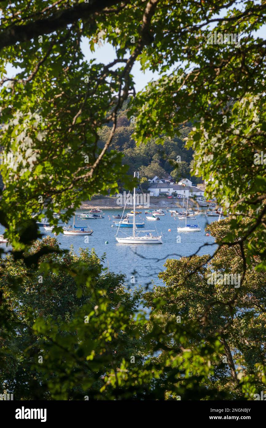 A view of Helford through the woods, Cornwall Stock Photo - Alamy