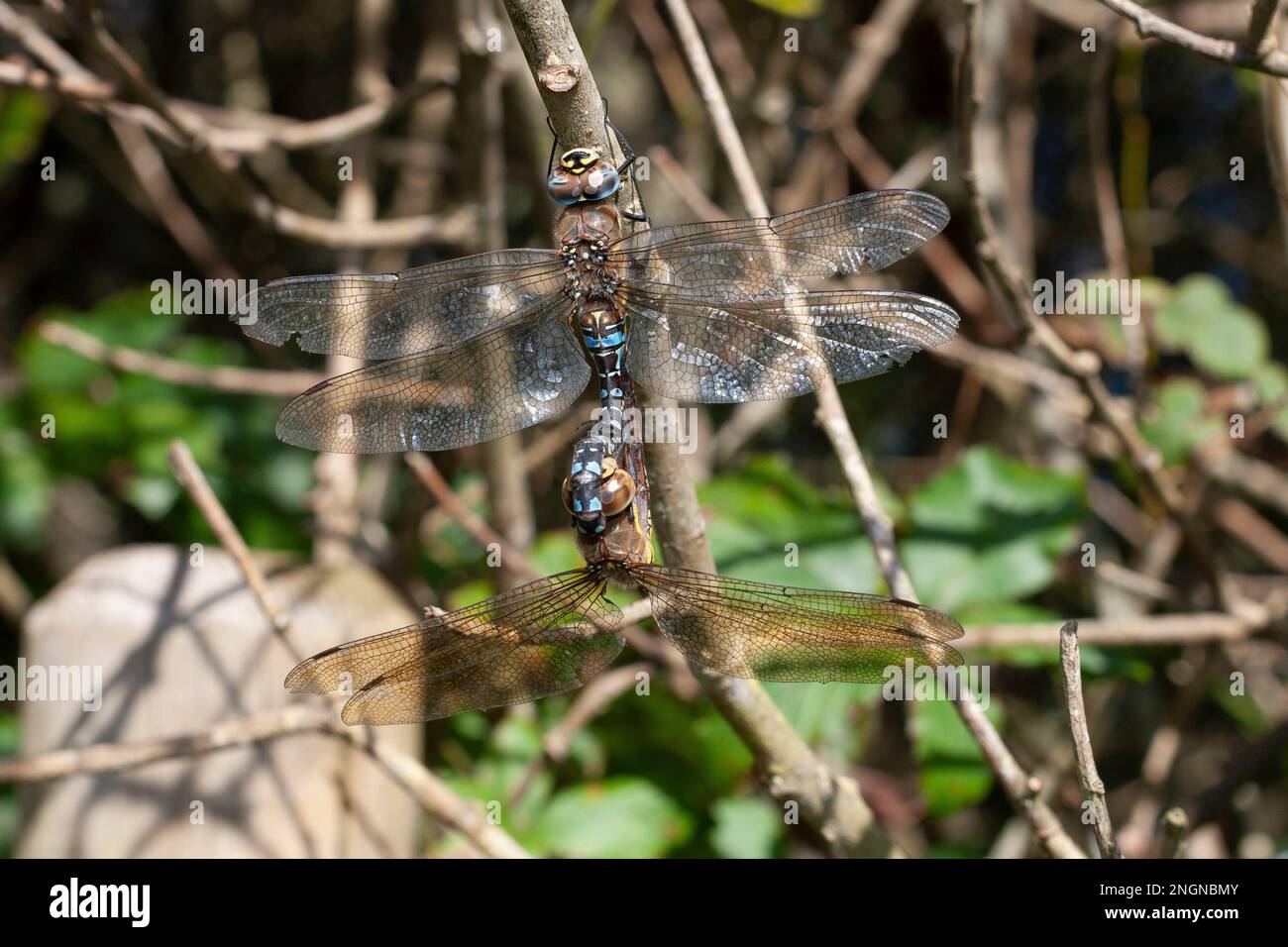 Mating Migrant Hawker Dragonflies, Windmill Farm, Cornwall Stock Photo ...