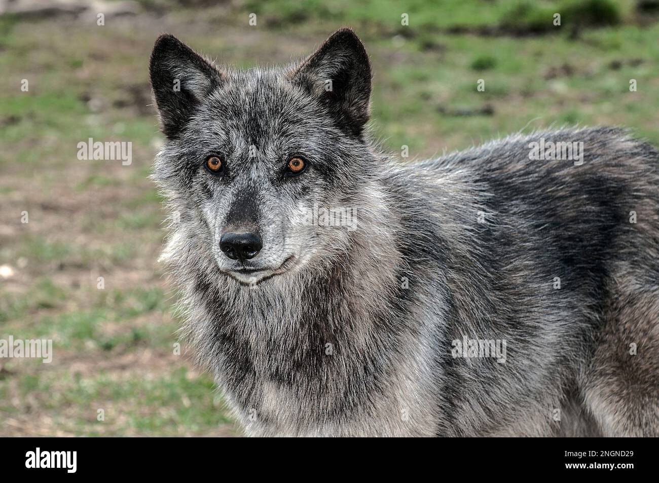 Wolf looking left hi-res stock photography and images - Alamy