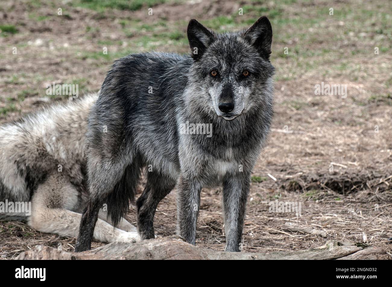 Gray Wolf Full Body