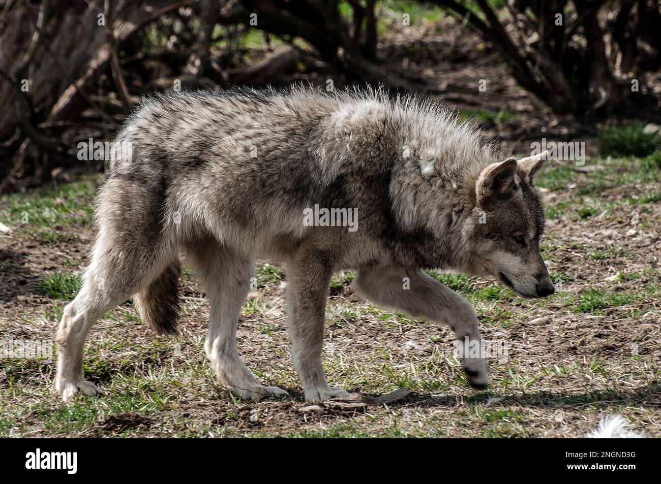 North american timber wolf hi-res stock photography and images - Alamy